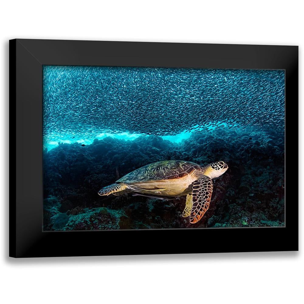 Jager, Henry 24x17 Black Modern Framed Museum Art Print Titled - Turtle ...