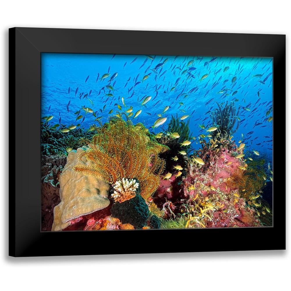 Jager, Henry 24x19 Black Modern Framed Museum Art Print Titled - Reef ...