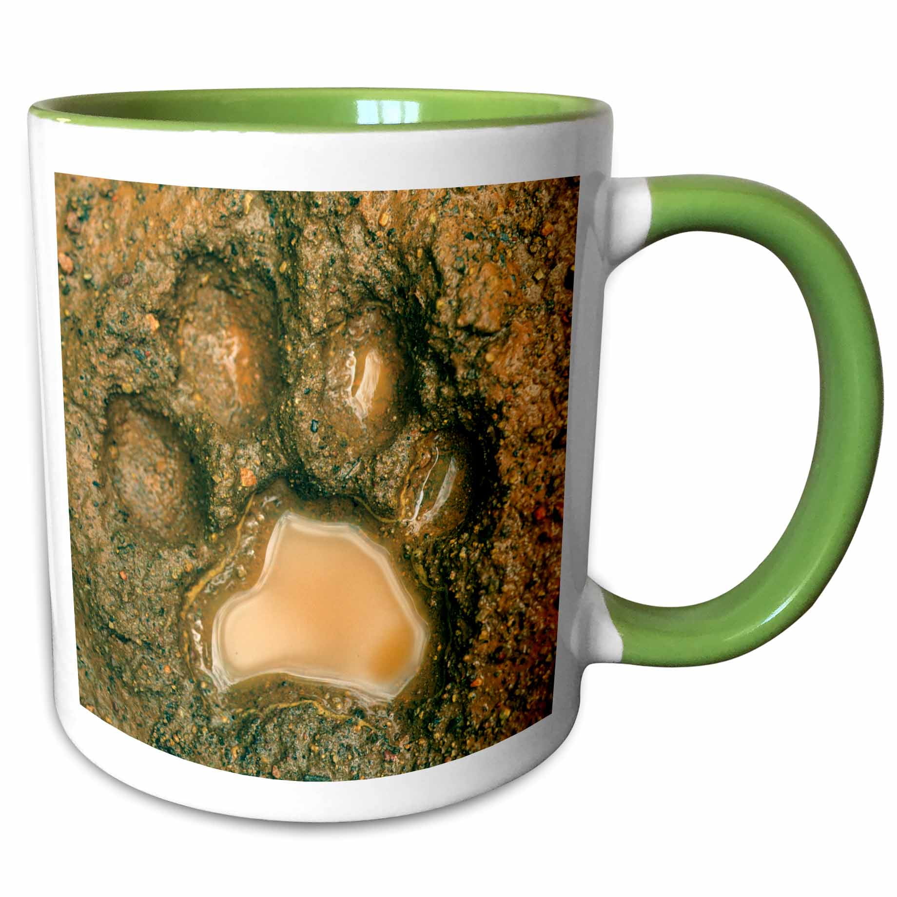 3drose, Jaguar Animal Tracks, Hato Pinero, Venezuela - Sa20 Ksc0011 ...