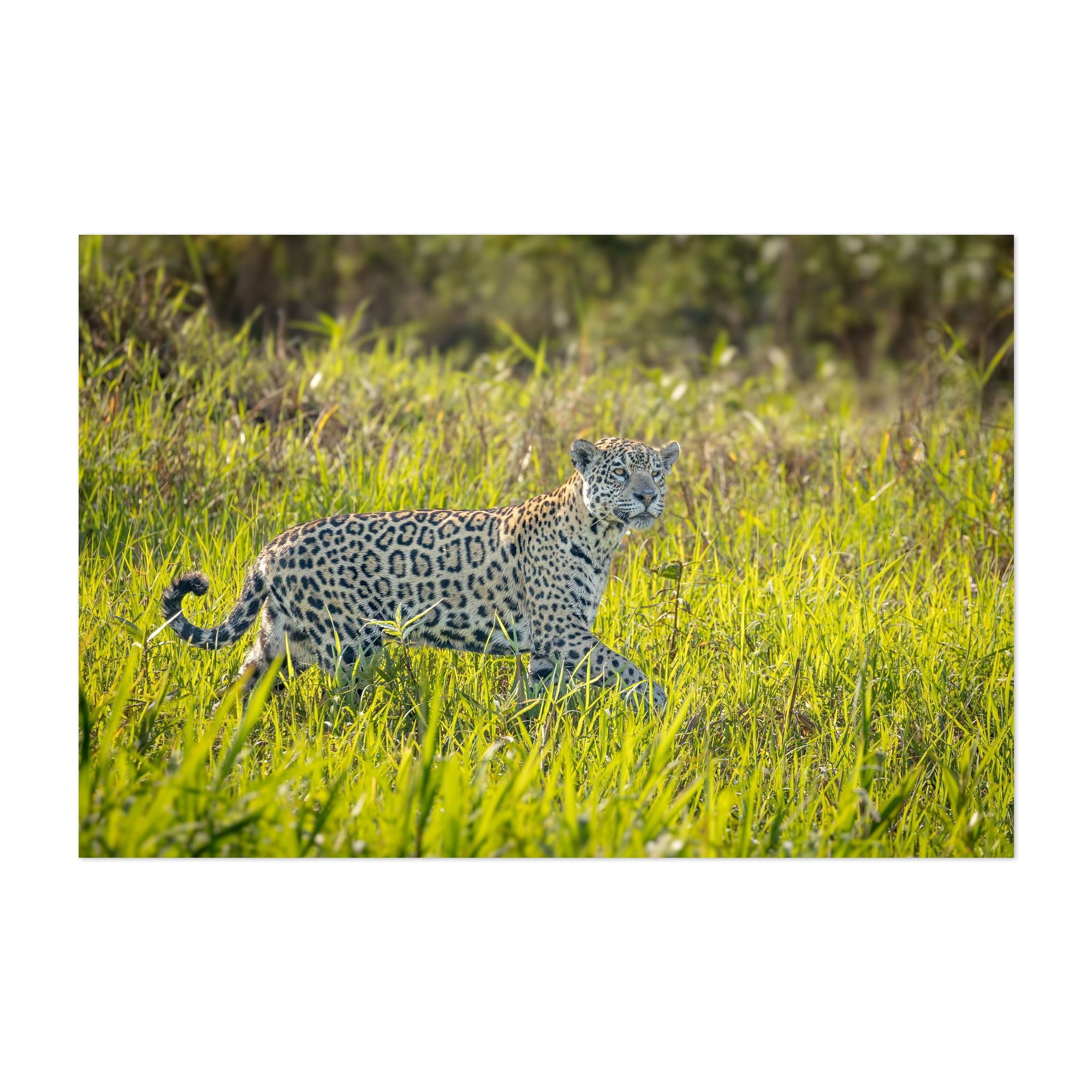 Jaguar Hunting in Tall Grass - State of Mato Grosso Brazil Photography ...