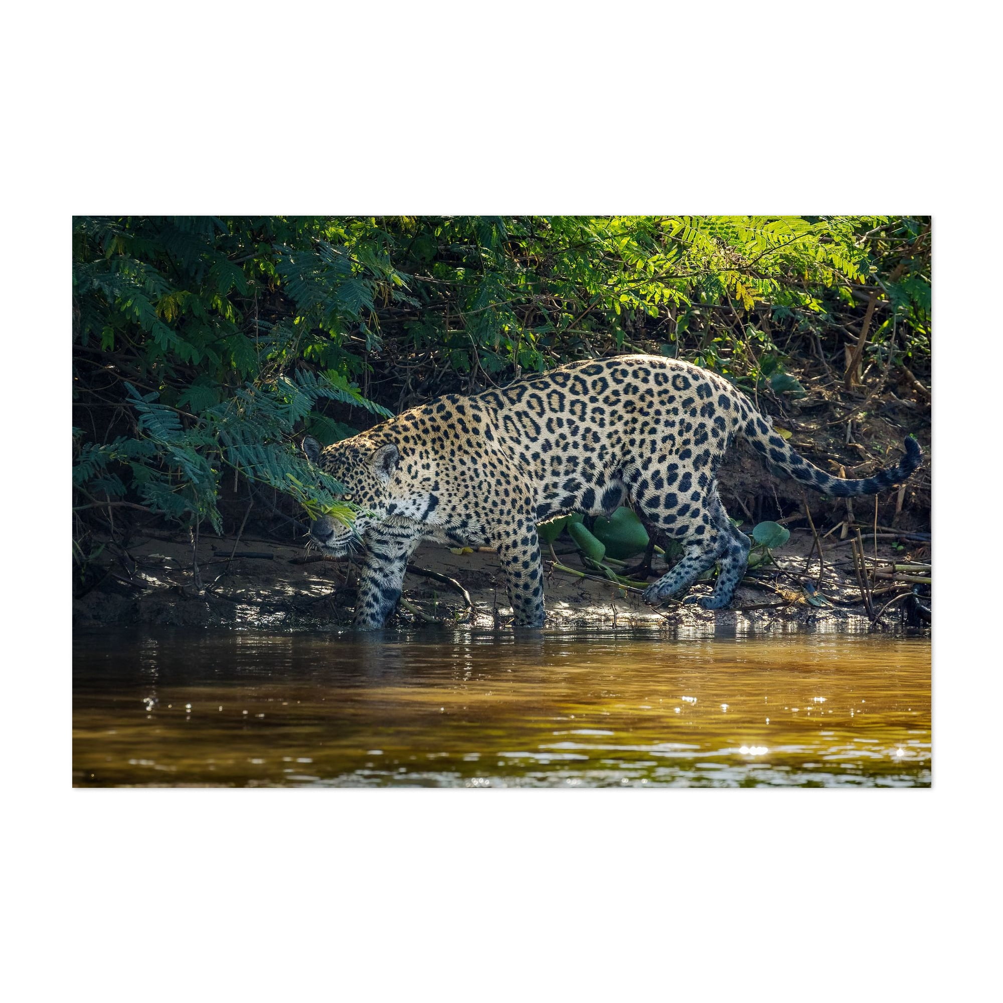 Jaguar - State of Mato Grosso Brazil Photography Wildlife Animal Nature ...