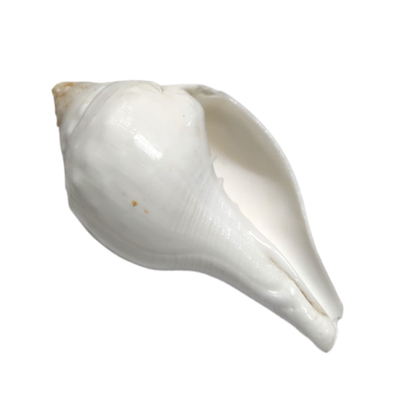 Jal Visarjan Shankh Conch For Jal, Milk Abhishekh To God Prayer Pooja ...