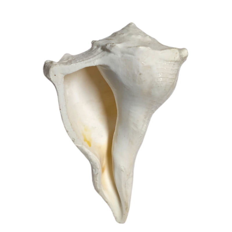 Jal Visarjan Shankh Conch For Jal, Milk Abhishekh To God Prayer Pooja ...