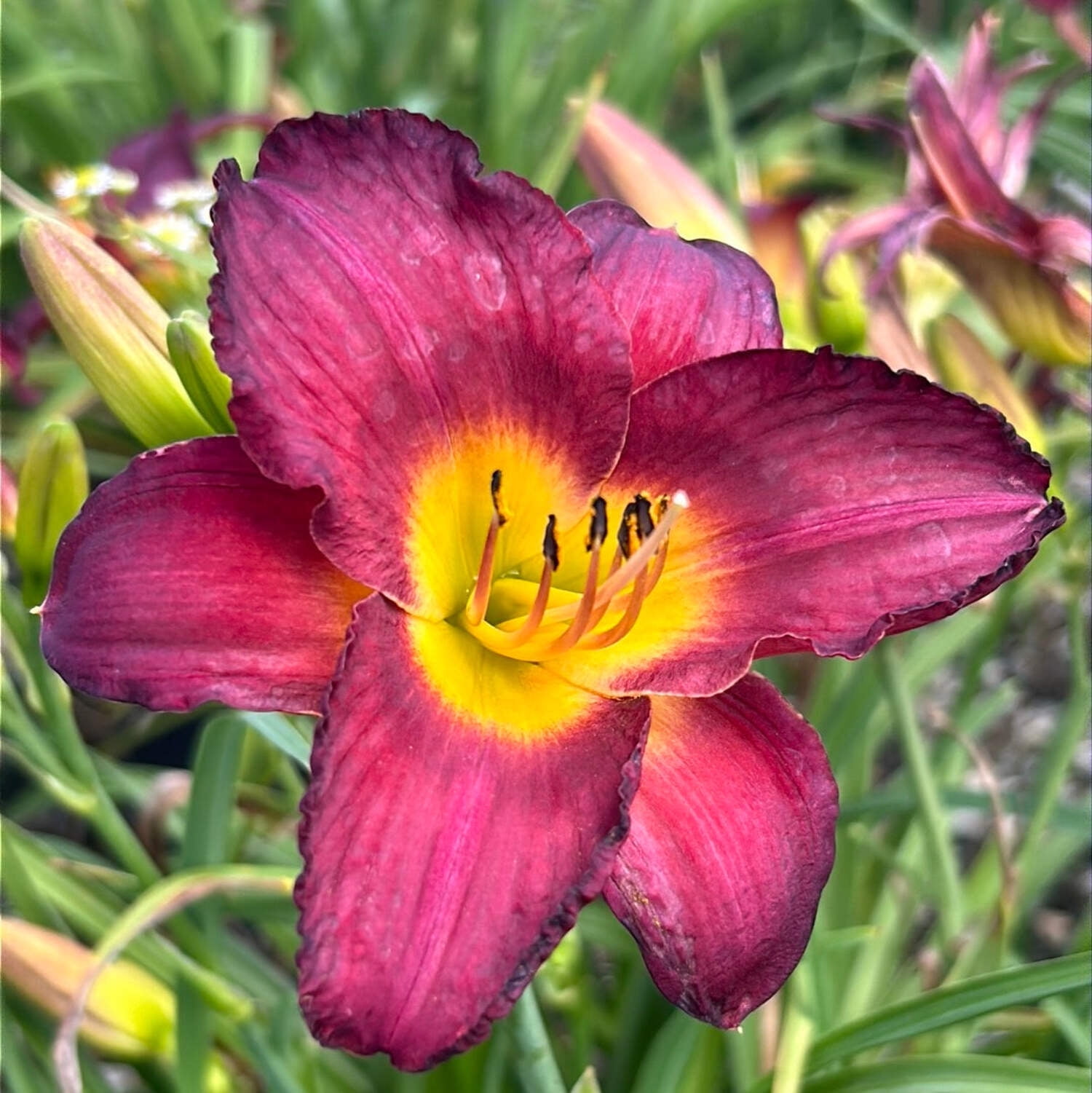 GoBuyPlants - Jamaica Sunrise™ Daylily - 1 Gallon Pot - Walmart.com