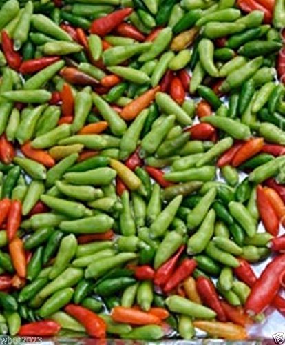 Jamaican Bird Pepper,chili AJH3 seeds (Capsicum Annum) VERY HOT ...