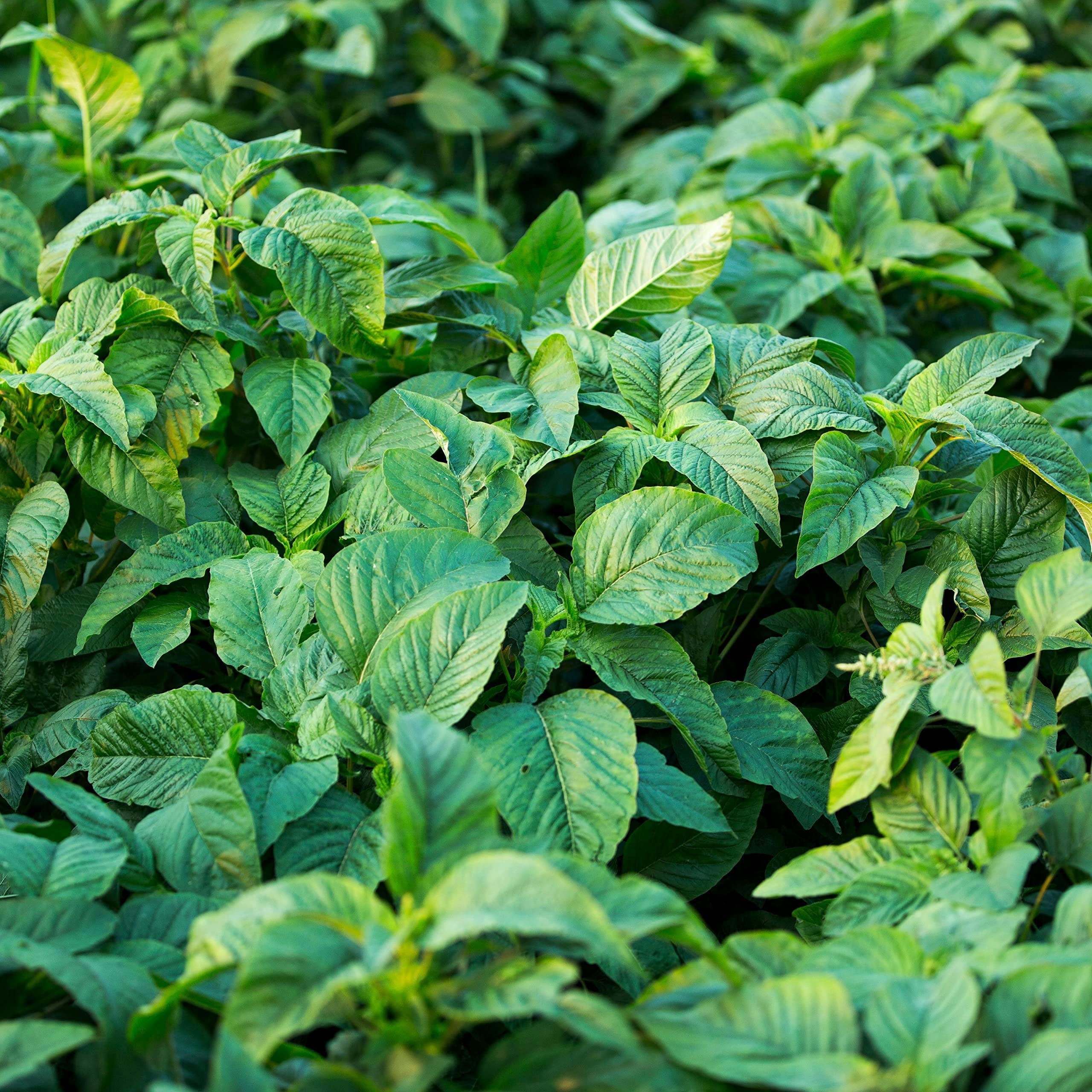 Jamaican CALLALOO,(500 Seeds) amaranth, Used in,West Indian & Asian ...