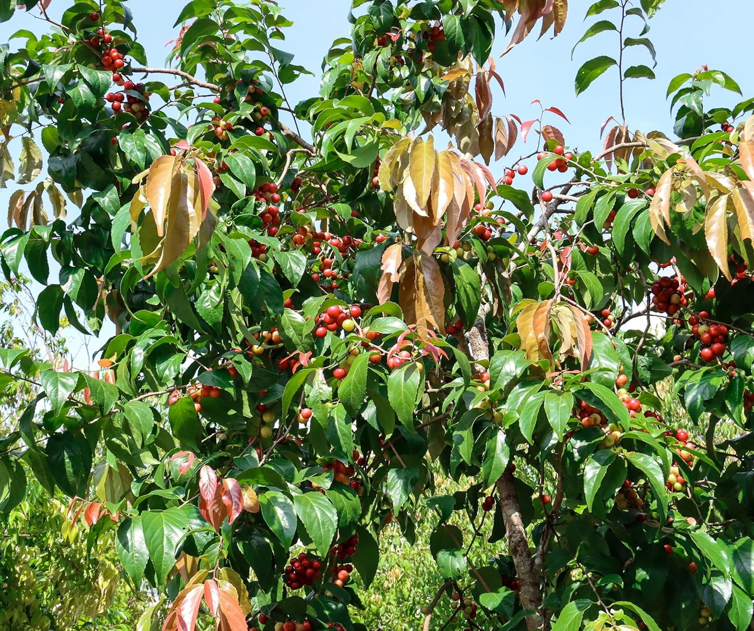 Jamaican Cherry Tree Seeds for Planting (30 Seeds) - Muntingia calabura ...