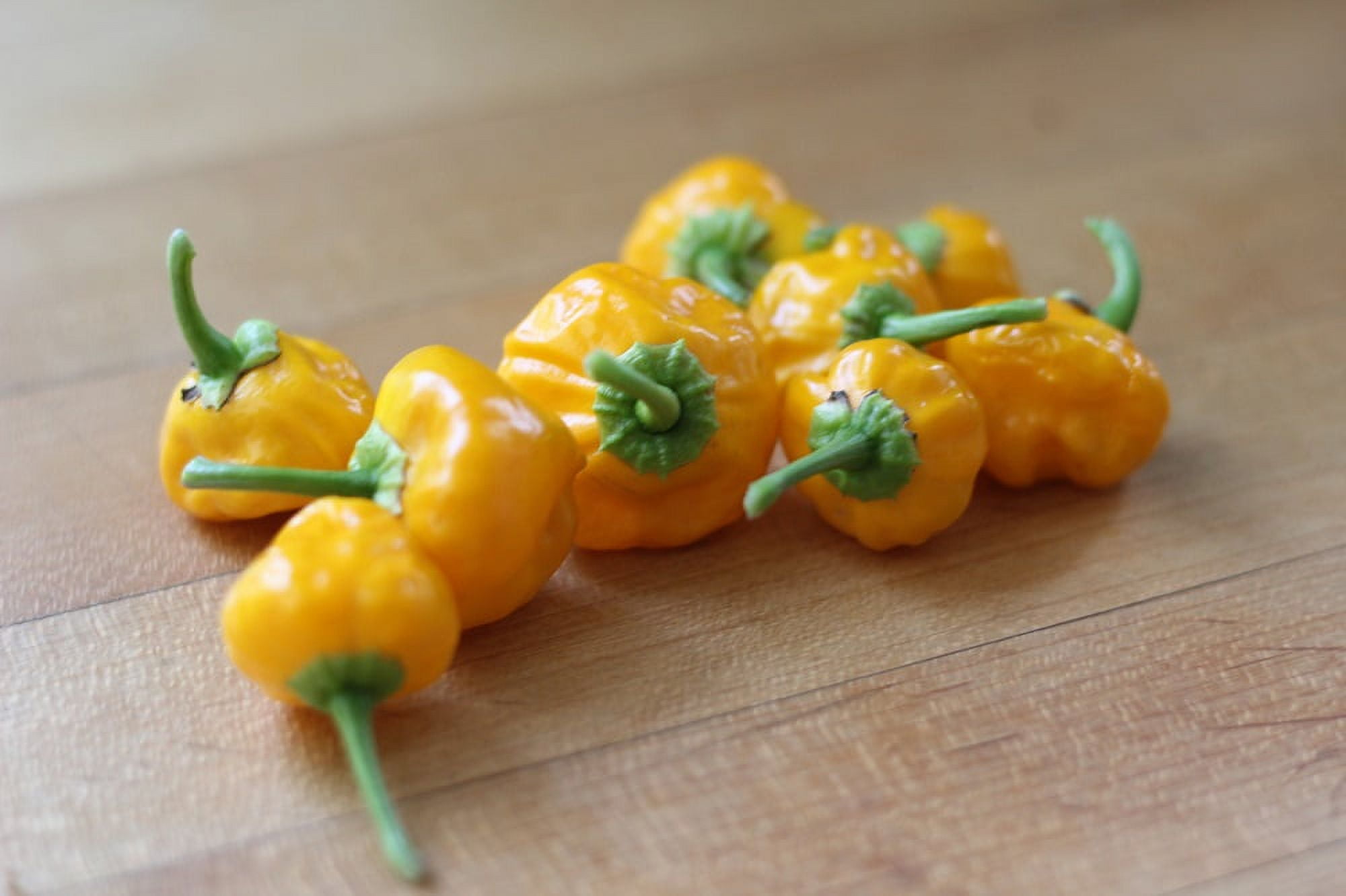 Jamaican Hot Yellow Scotch Bonnet Pepper Plant - 4" Pot - Walmart.com