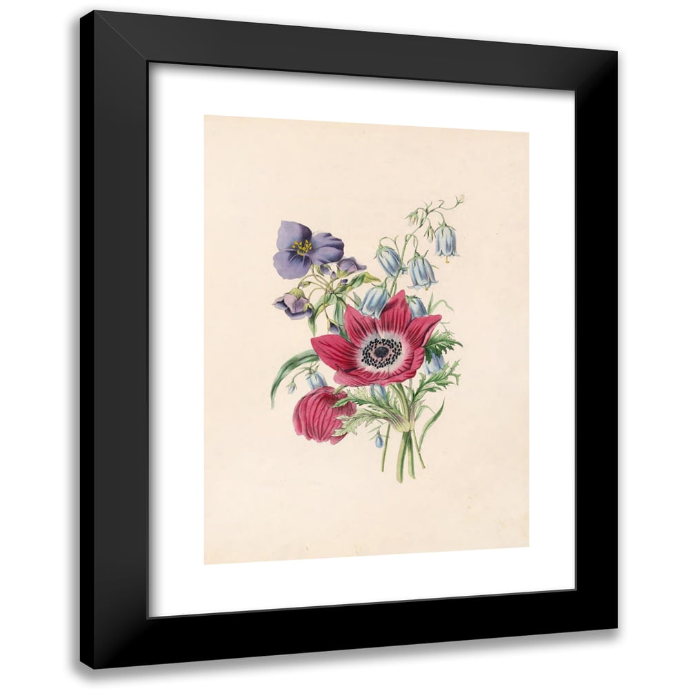 James Ackerman 14x18 Black Modern Framed Museum Art Print Titled - Anemone, Harebell, Spiderwort ...