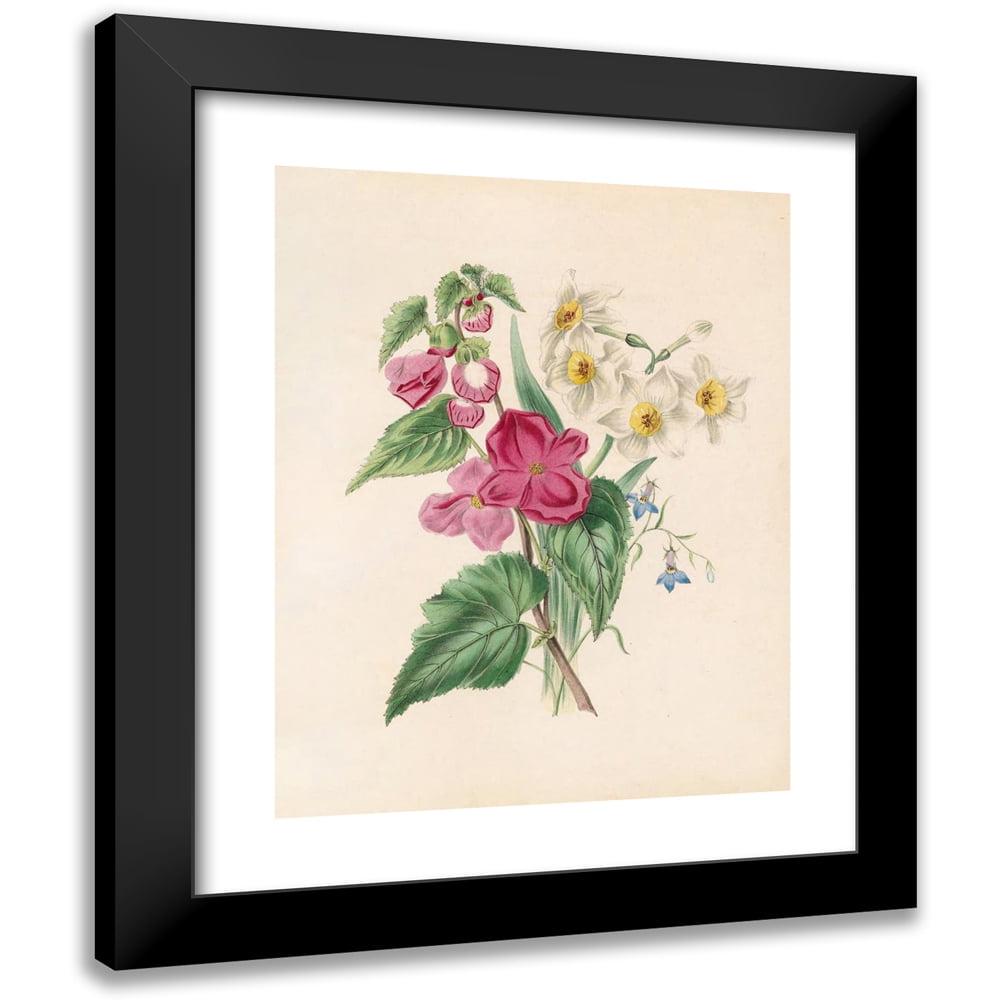 James Ackerman 15x18 Black Modern Framed Museum Art Print Titled - Bignonia Martiana, Narcissus ...