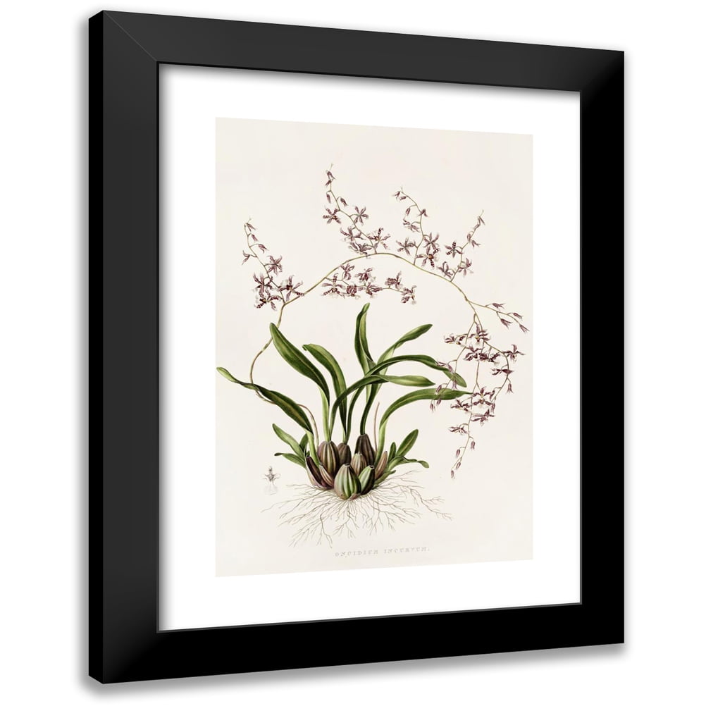 James Bateman 11x14 Black Modern Framed Museum Art Print Titled - Oncidium Curved (1837-1843 ...