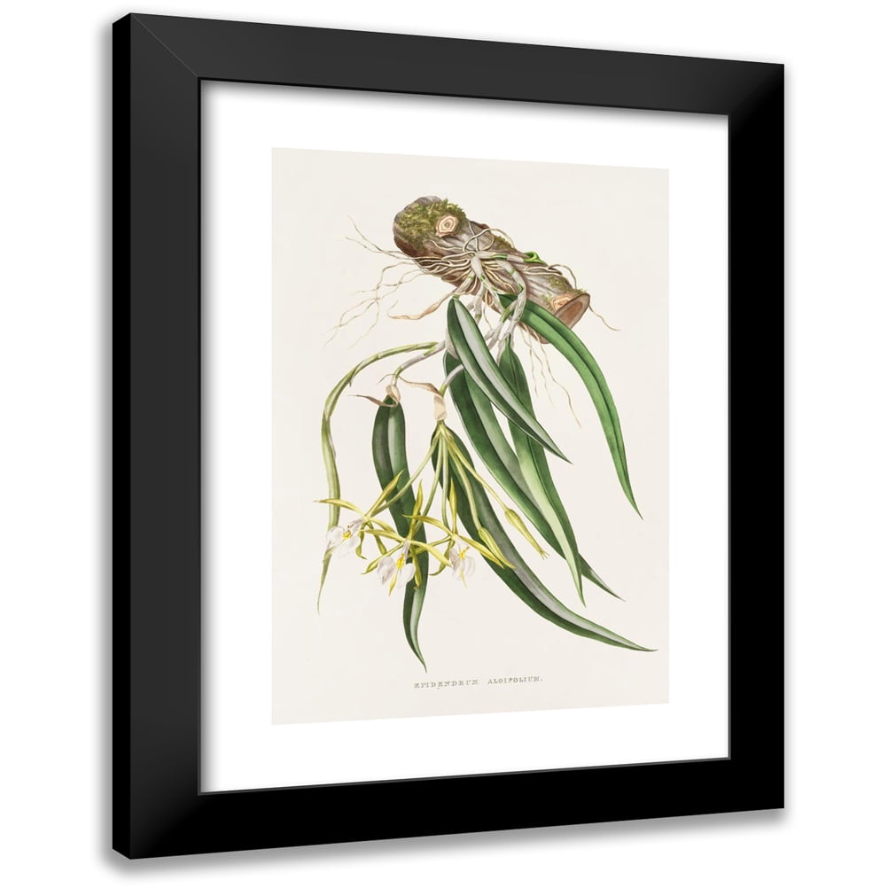 James Bateman 13x18 Black Modern Framed Museum Art Print Titled - Epidendrum Aloifolium (1837 ...