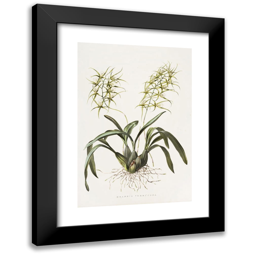 James Bateman 17x24 Black Modern Framed Museum Art Print Titled - Brassia Verrucosa (1837-1843 ...