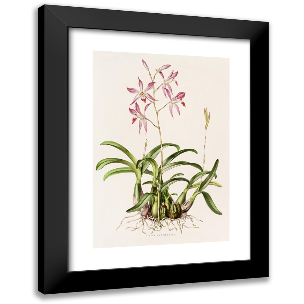 James Bateman 17x24 Black Modern Framed Museum Art Print Titled ...