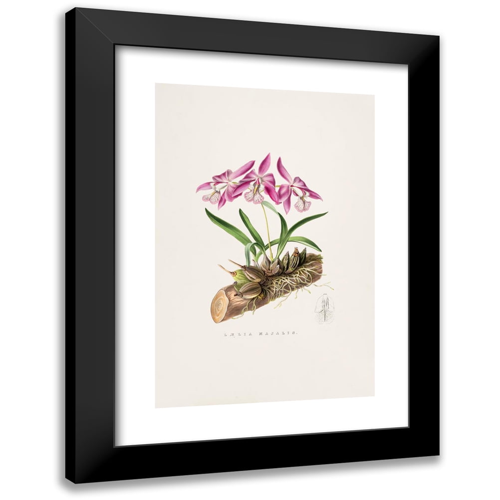 James Bateman 17x24 Black Modern Framed Museum Art Print Titled ...