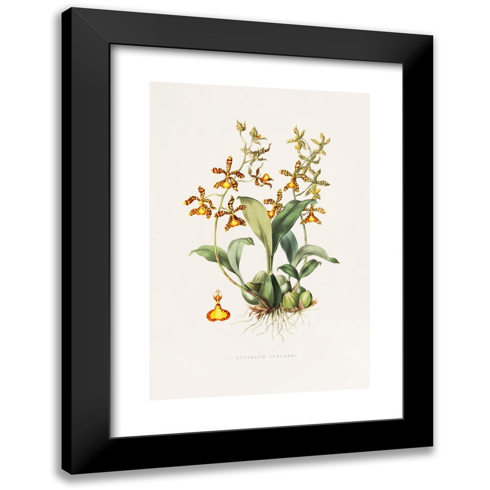 James Bateman 17x24 Black Modern Framed Museum Art Print Titled - Oncidium Insleayii (1837-1843 ...