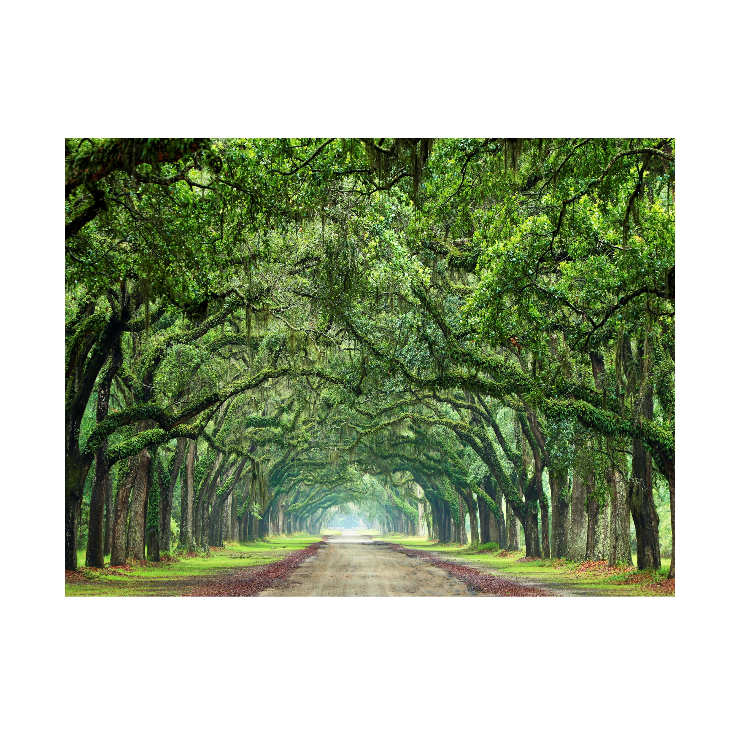 James McLoughlin 'Canopy Road VI' Canvas Art - Walmart.com