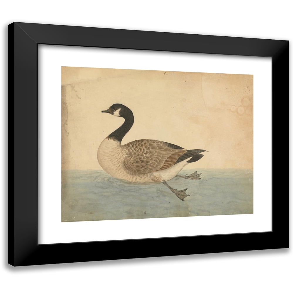 James Sowerby 24x20 Black Modern Framed Museum Art Print Titled - A ...