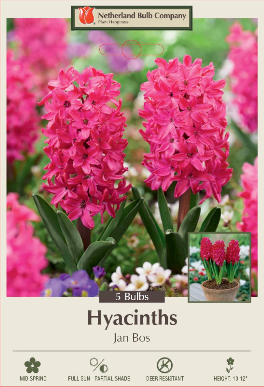 Jan Bos Hyacinth 5 Bulbs - Fragrant - 15/16 cm Bulbs - Walmart Business ...