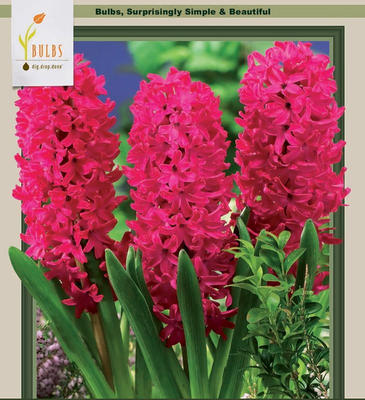 Jan Bos Hyacinth 5 Bulbs - Fragrant - 15/16 cm Bulbs - Walmart.com