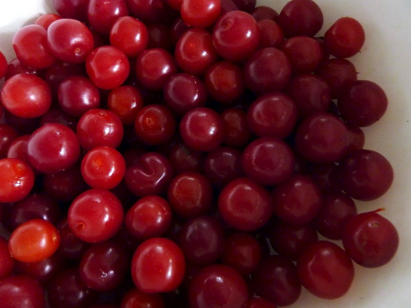 Jan Bush Cherry Plant - Red Cherry Fruit in Late Summer -3.25" Pot ...