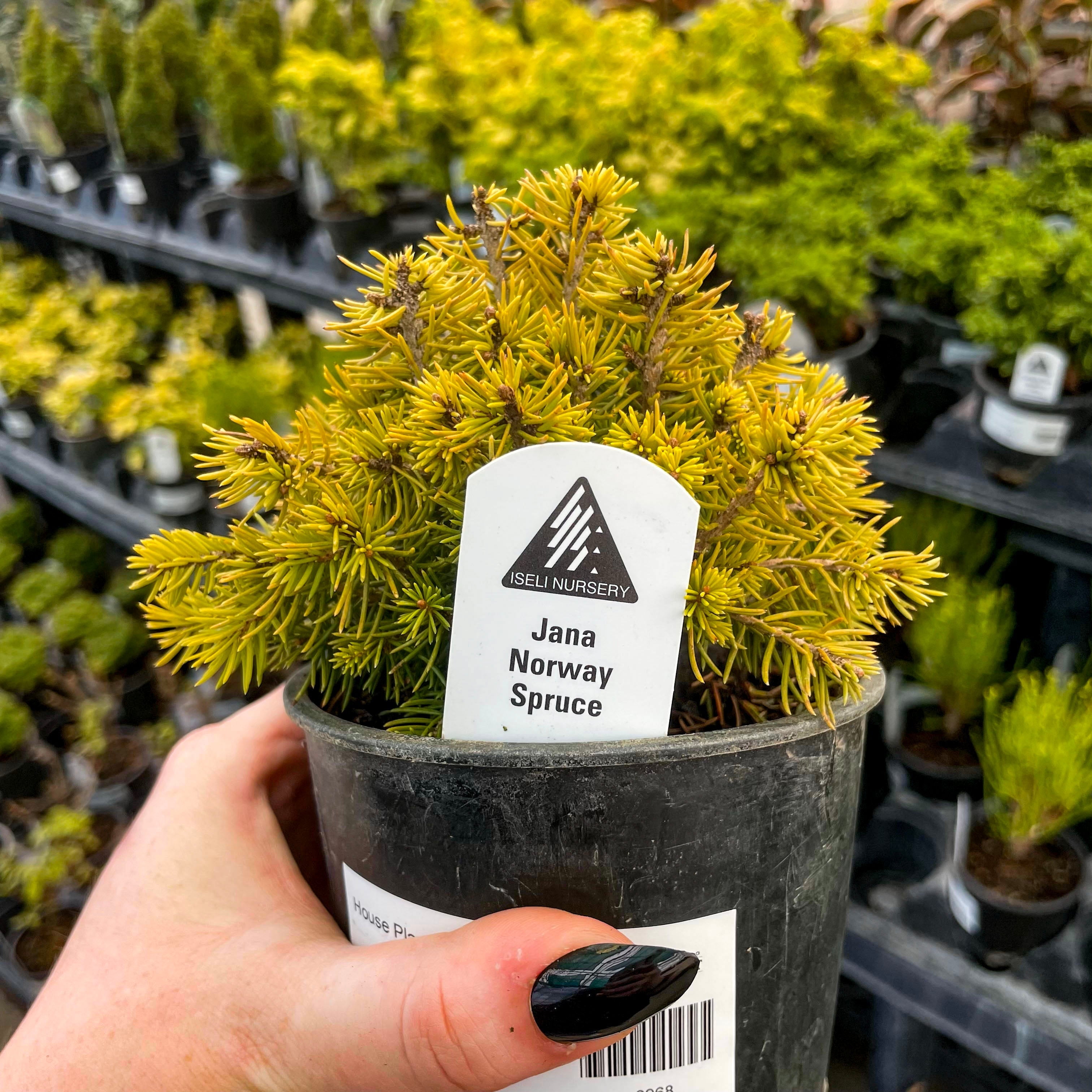 Jana Miniature Norway Spruce - Live Bonsai Starter Plant - 4" Growers ...