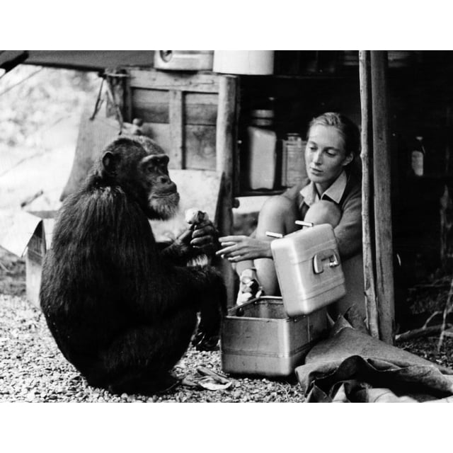 Jane Goodall With Chimpanzee David Greybeard History (24 x 18 ...