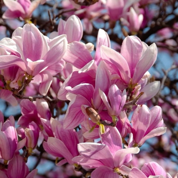 Jane Magnolia Tree Live Plant, Dormant Tree, Magnolia Plant Live 6-12 ...
