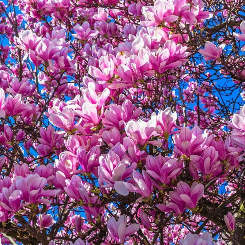 Jane Magnolia Tree in 2.5'' Pot, Fragrant Magnolia Flower Shrub ...