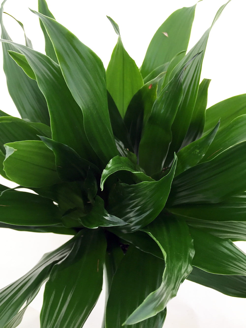 Janet Craig Dragon Tree - Dracaena fragrans - 4" Pot - Walmart.com
