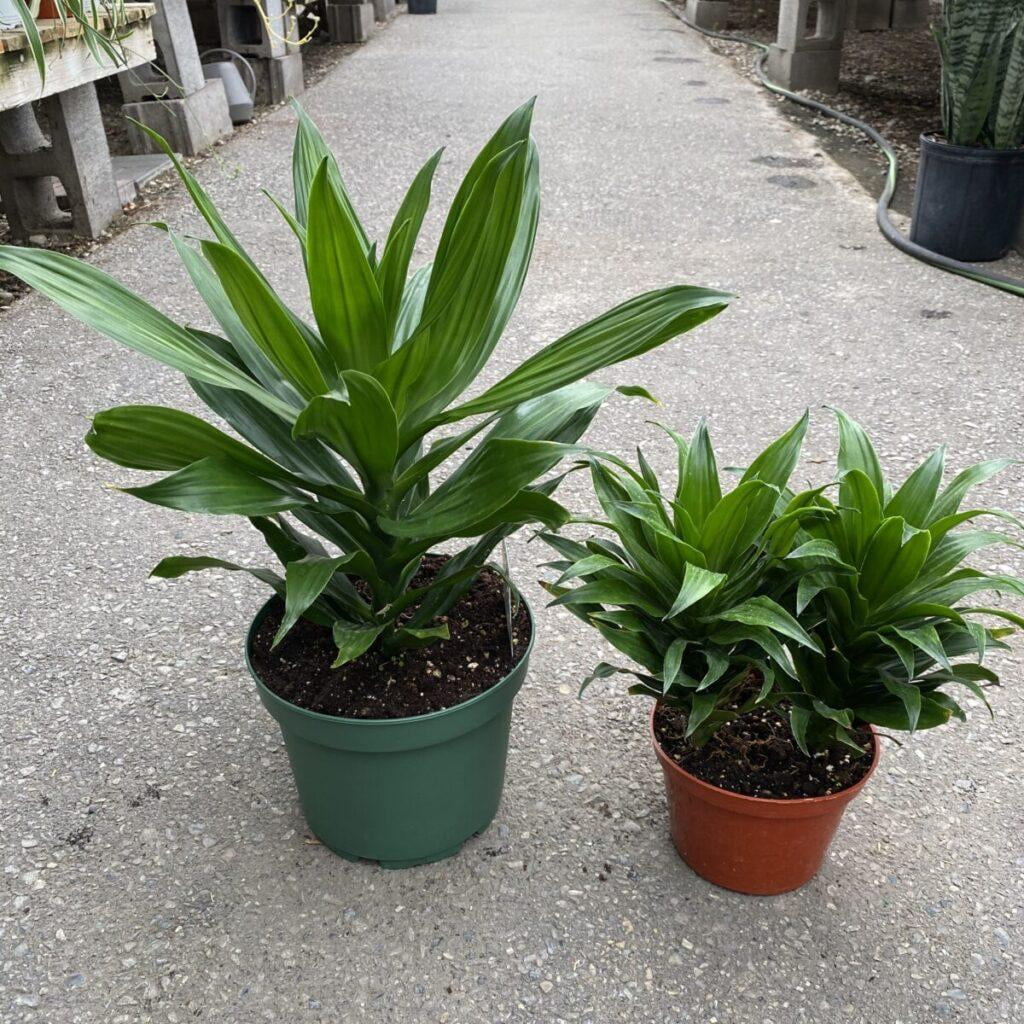 Janet Craig Dragon Tree-Evergreen-Low Maintenance Indoor Plant 10" Pot ...