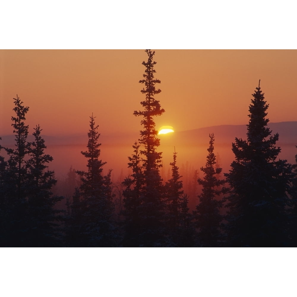 January Sun Across Foggy Forest In Kobuk Valley National Park -40 ...
