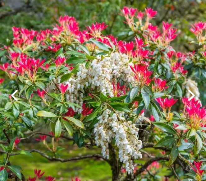 Japanese Andromeda Bush Seeds for Planting (30 Seeds) - Pieris Japonica ...
