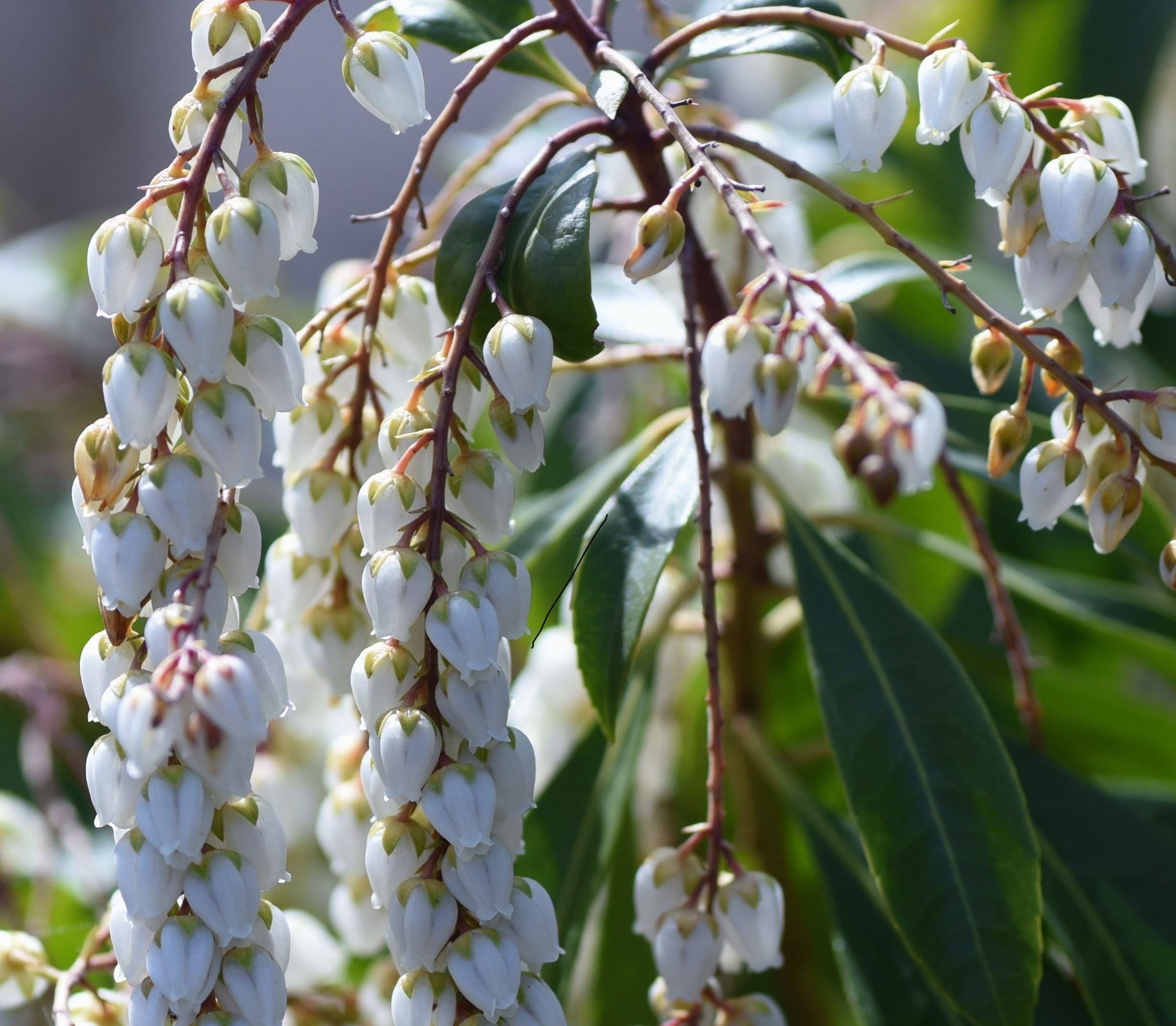 Japanese Andromeda Bush Seeds for Planting (30 Seeds) - Pieris Japonica ...