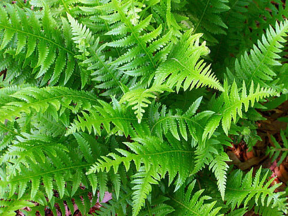 Japanese Beech Hardy Fern - Thelypteris decursive-pinnata - Quart Pot ...
