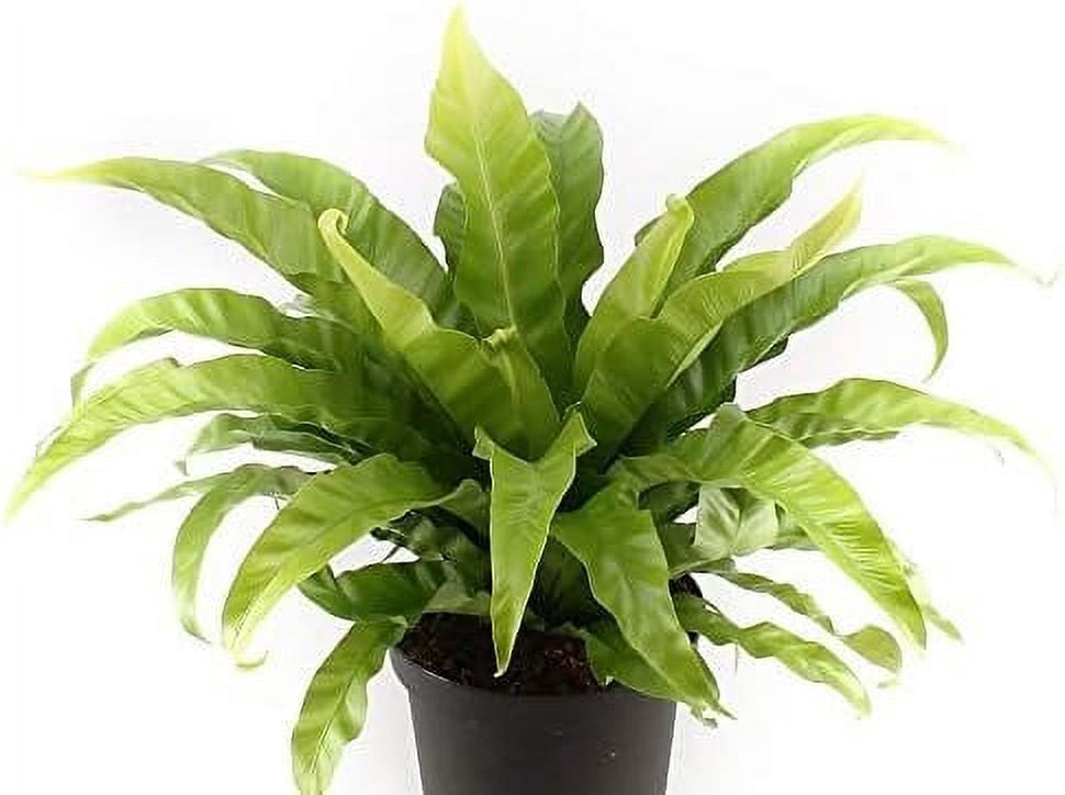 Japanese Bird's Nest Fern - 3 Live Plants in 6 Inch Pots - Asplenium ...