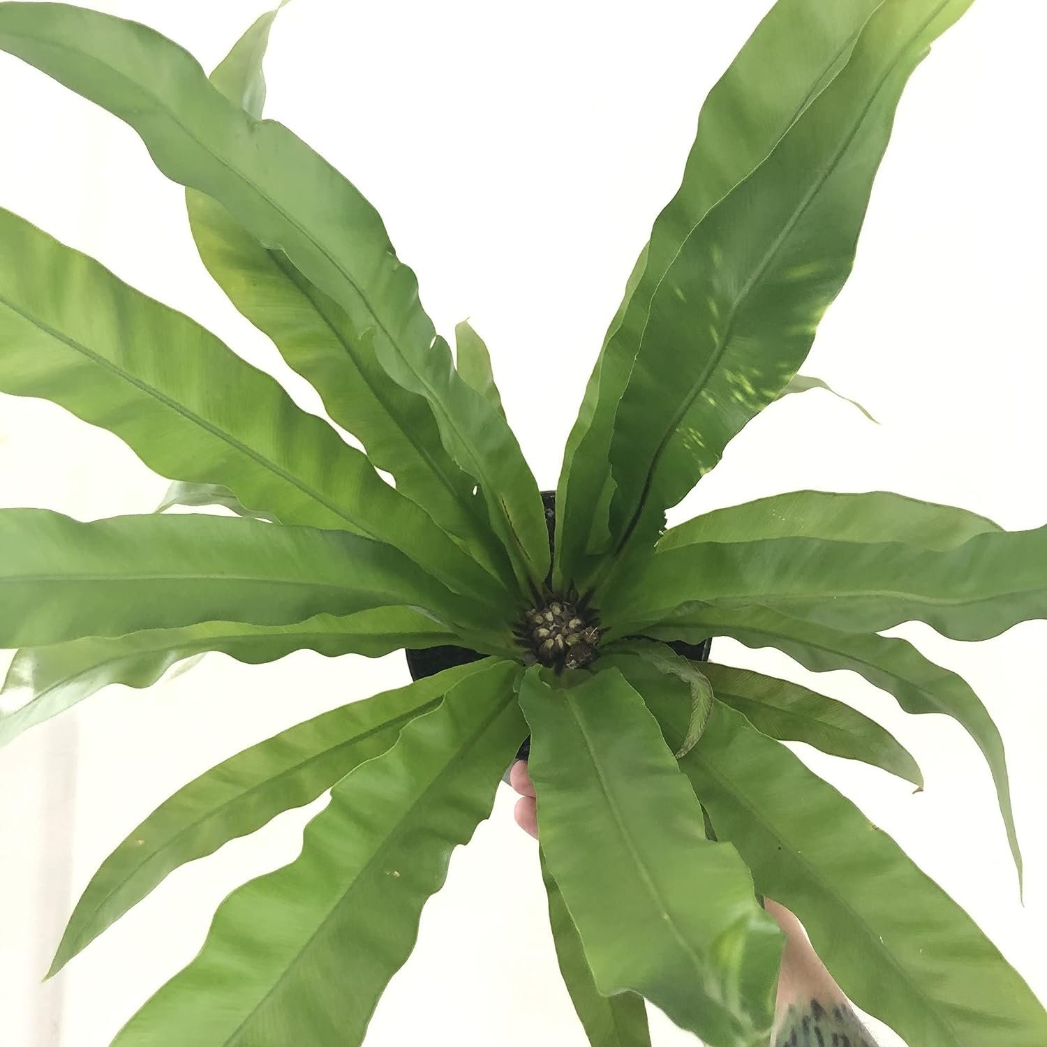 Bird Nest Fern, Nidus, 4 inch Asplenium Nidus, Bird's Nest - Walmart.com