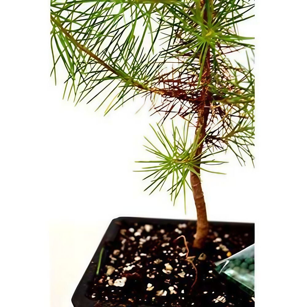Japanese Black Pine Tree live seedling Pruned for pre bonsai 6 inch ...