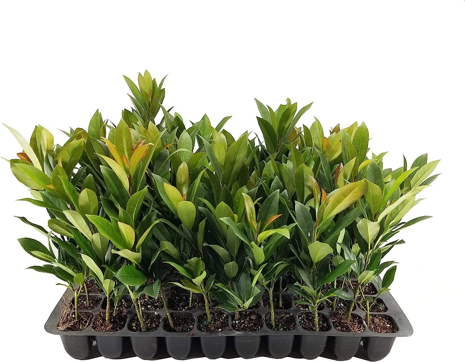 Japanese Blueberry 10 Live Trees Elaeocarpus Decipiens Evergreen ...