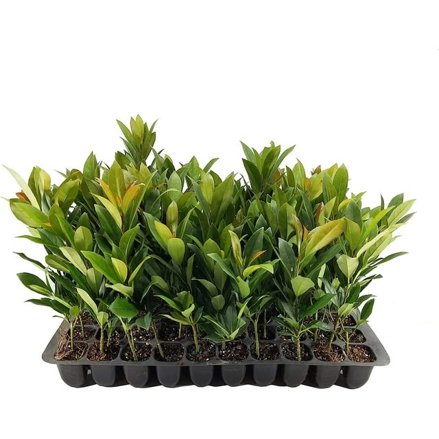 Japanese Blueberry 10 Live Trees Elaeocarpus Decipiens Evergreen ...