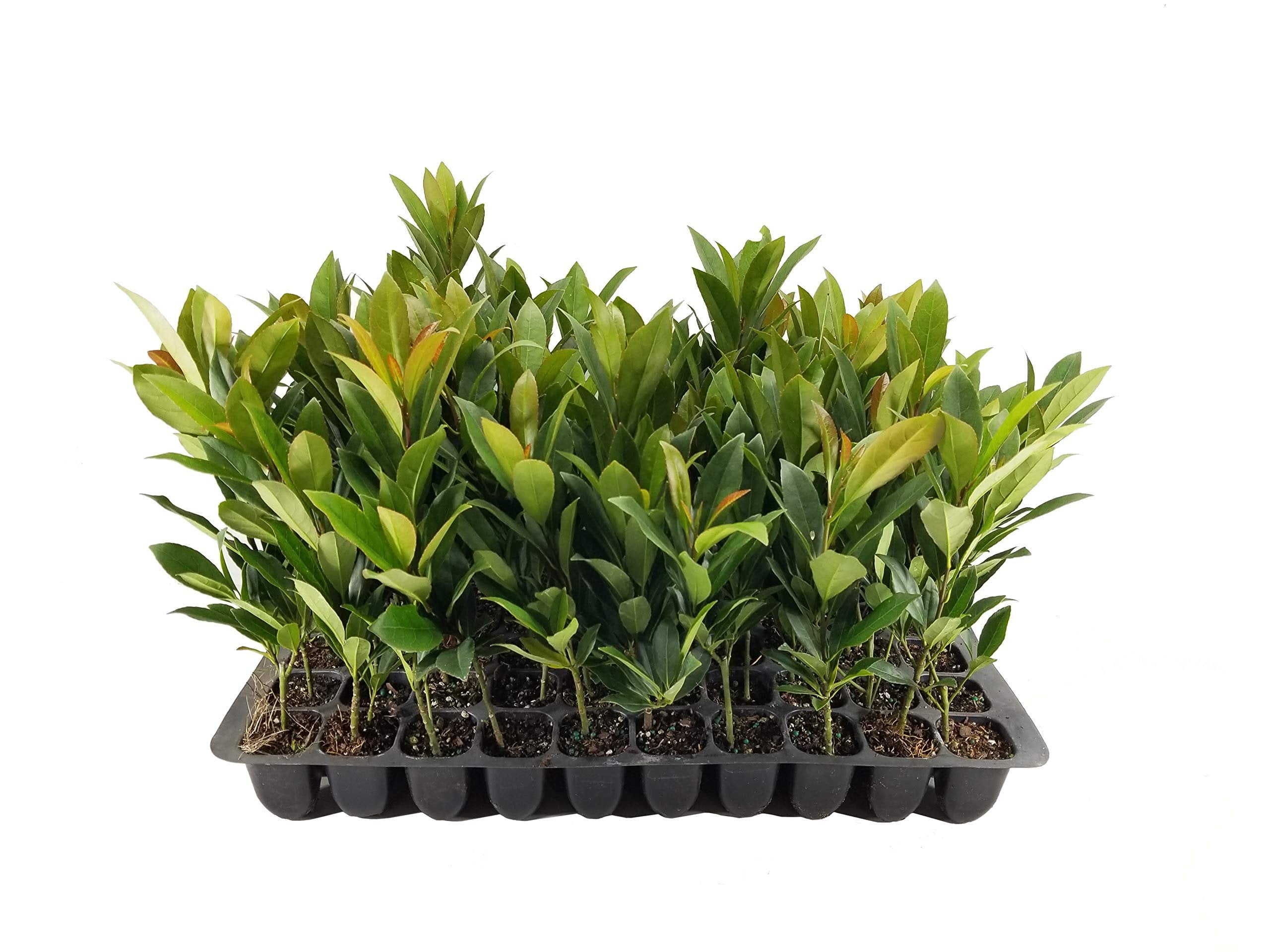 Japanese Blueberry 10 Live Trees Elaeocarpus Decipiens Evergreen ...