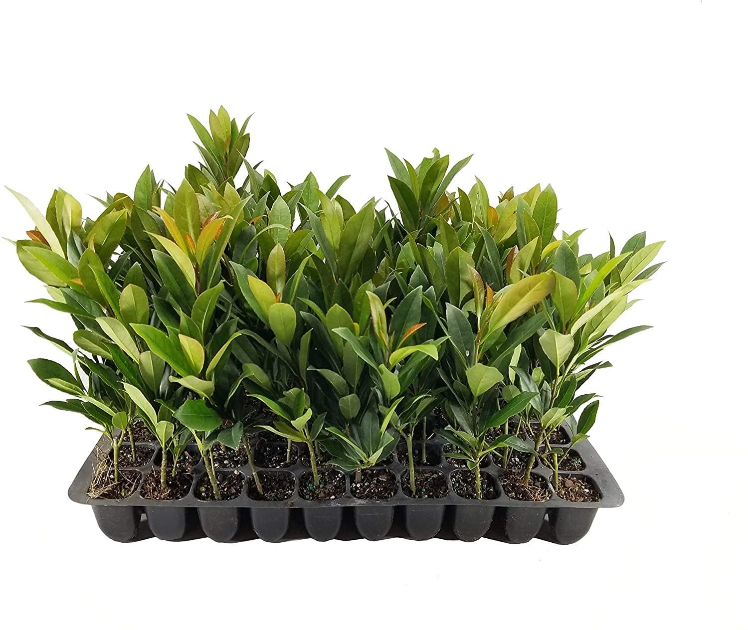 Japanese Blueberry 20 Live Trees Elaeocarpus Decipiens Evergreen ...