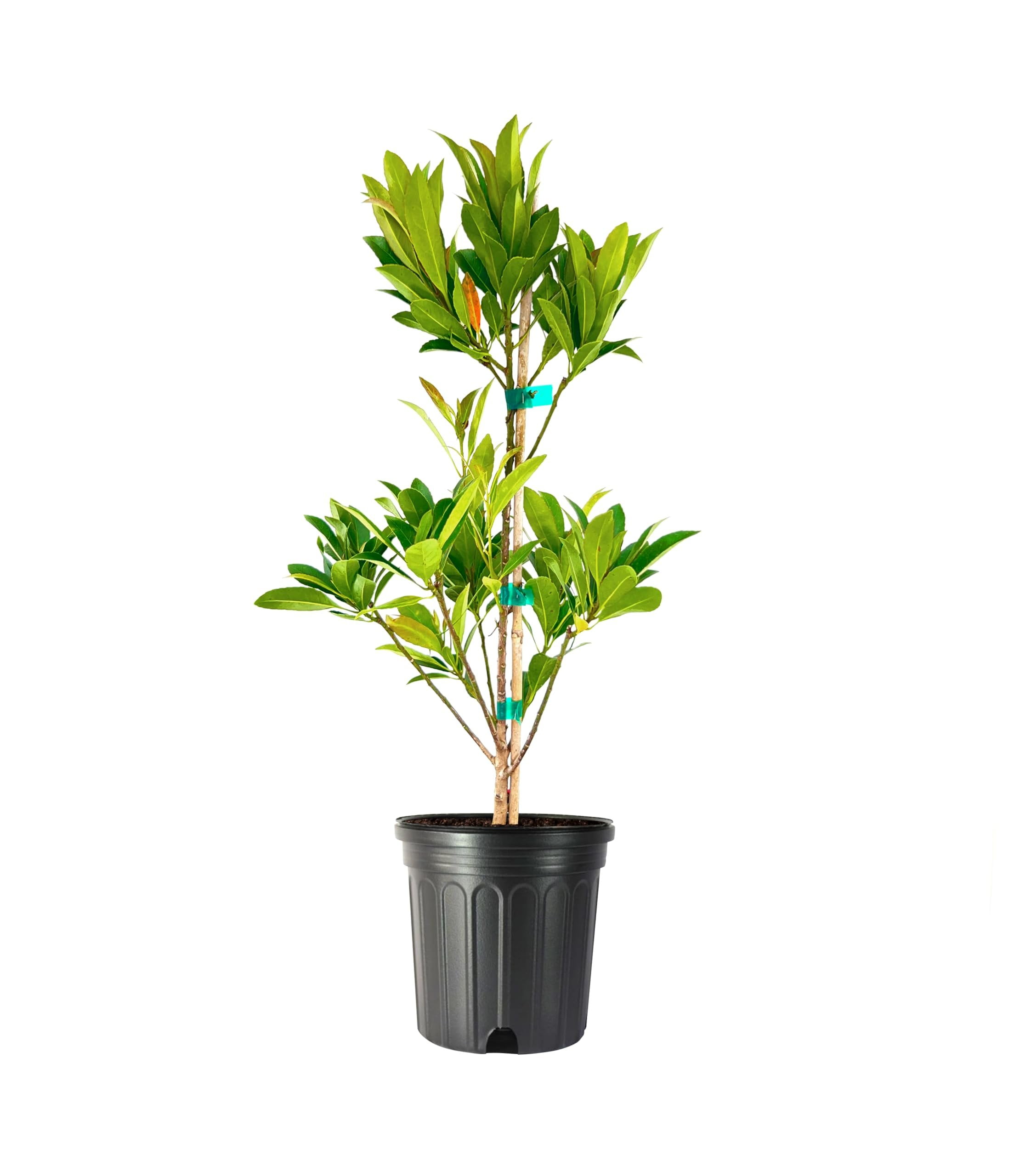Japanese Blueberry Elaeocarpus Tree 2 Large Gallon Size Pots ...