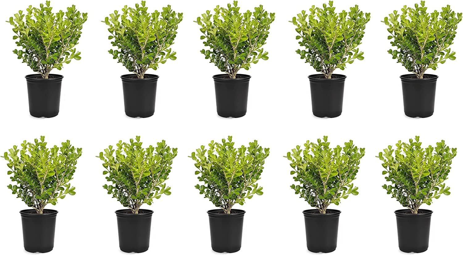 Florida Foliage Japanese Boxwood - 10 Live 4 Inch Pots, Buxus ...
