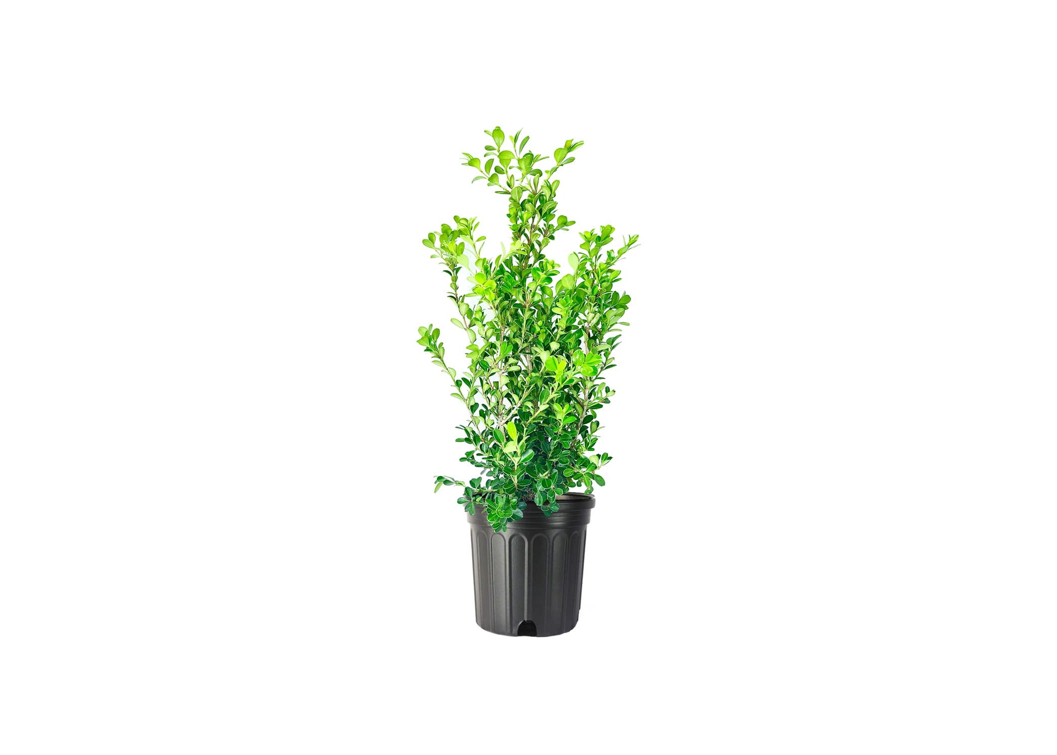 Japanese Boxwood | 2 Large Gallon Size Plants | Buxus Microphylla ...