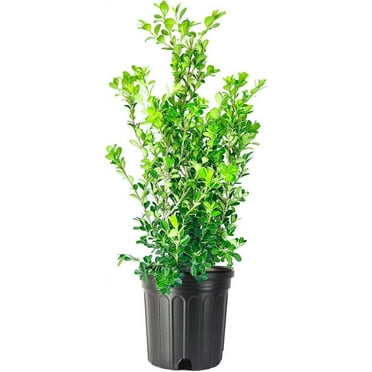 Nature's Way Farms Under The Florida Sun 2.5QT Japanese Boxwood Live ...