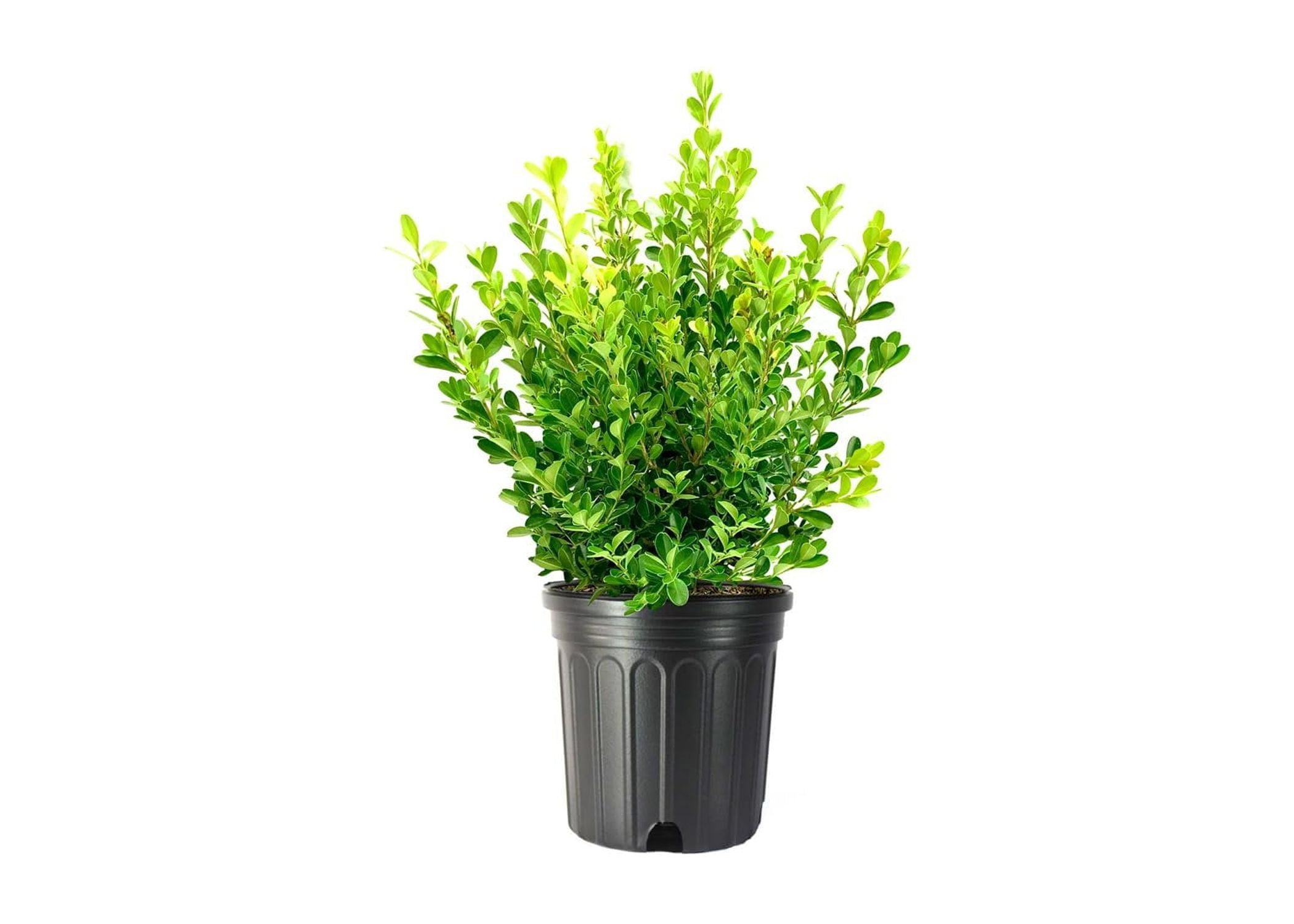 Japanese Boxwood 3 Extra Large 3 Gallon Plants Dense & Evergreen Shrub ...