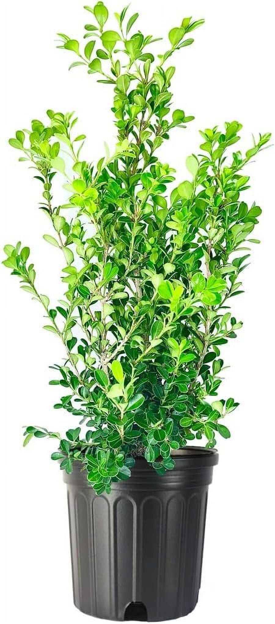 Japanese Boxwood - 3 Large Live Gallon Size Plants - Buxus Microphylla ...