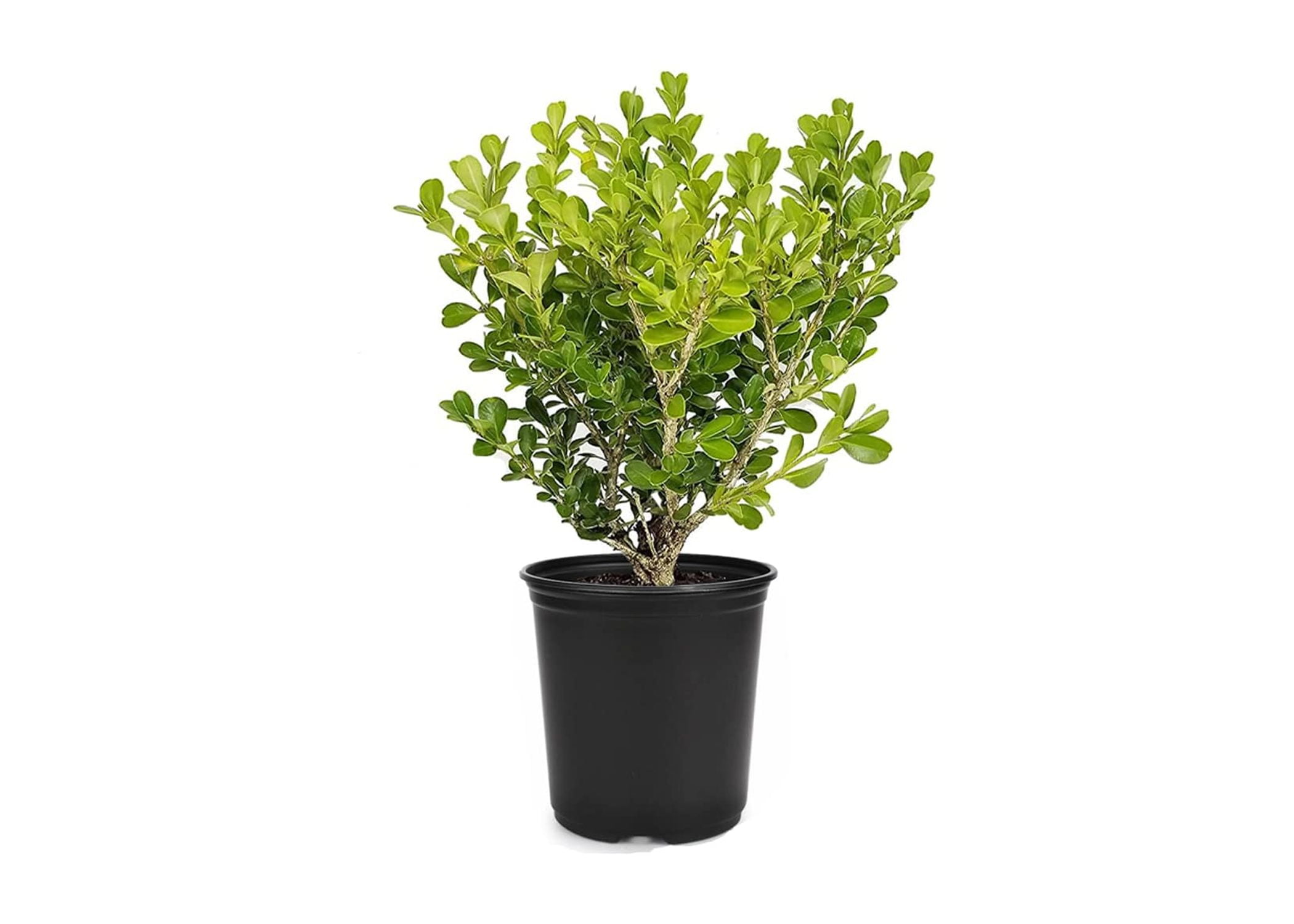 Japanese Boxwood | 3 Live 4 Inch Plants | Buxus Microphylla | Evergreen ...