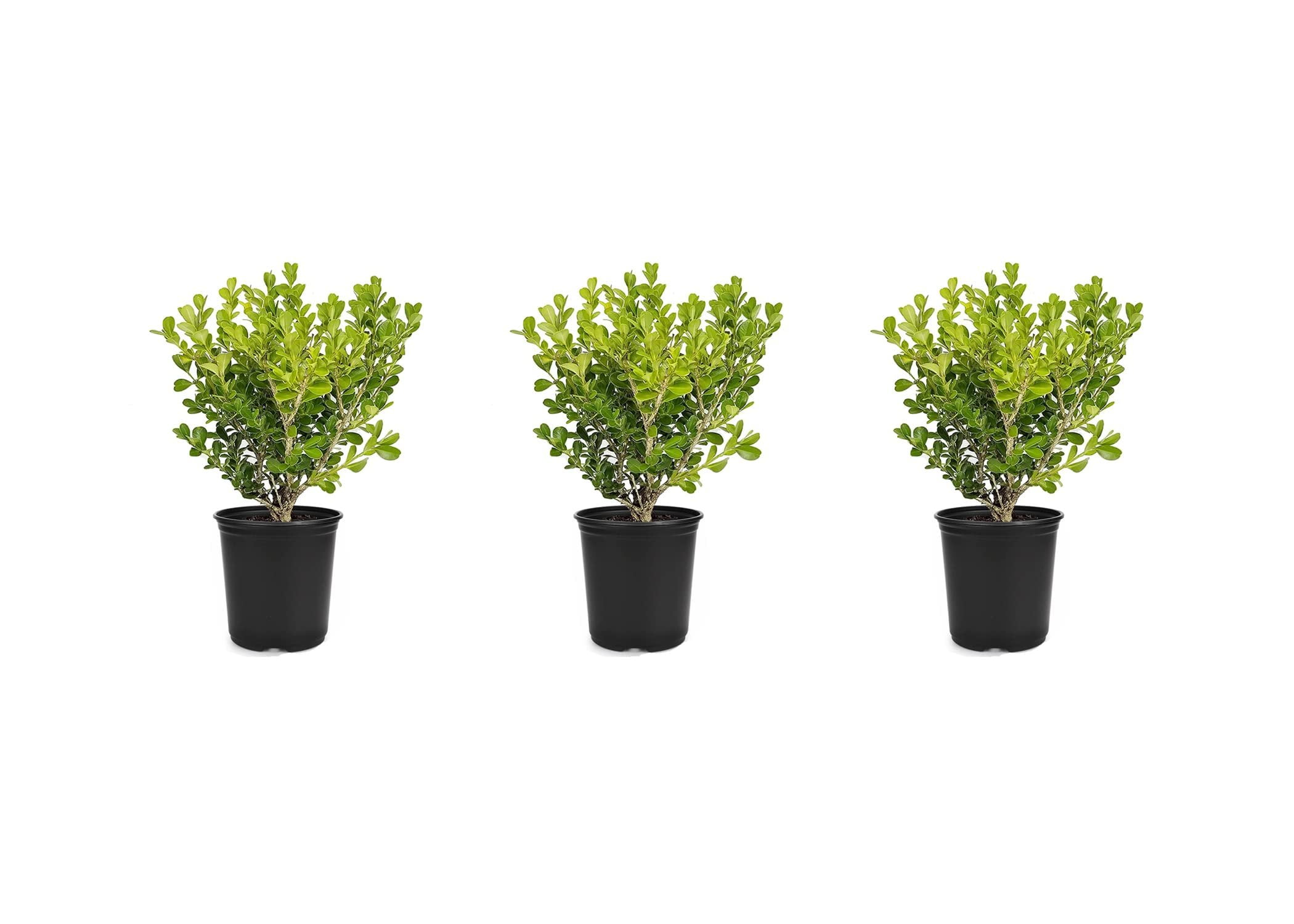 Japanese Boxwood 3 Live 4 Inch Pots Buxus Microphylla Formal Evergreen ...